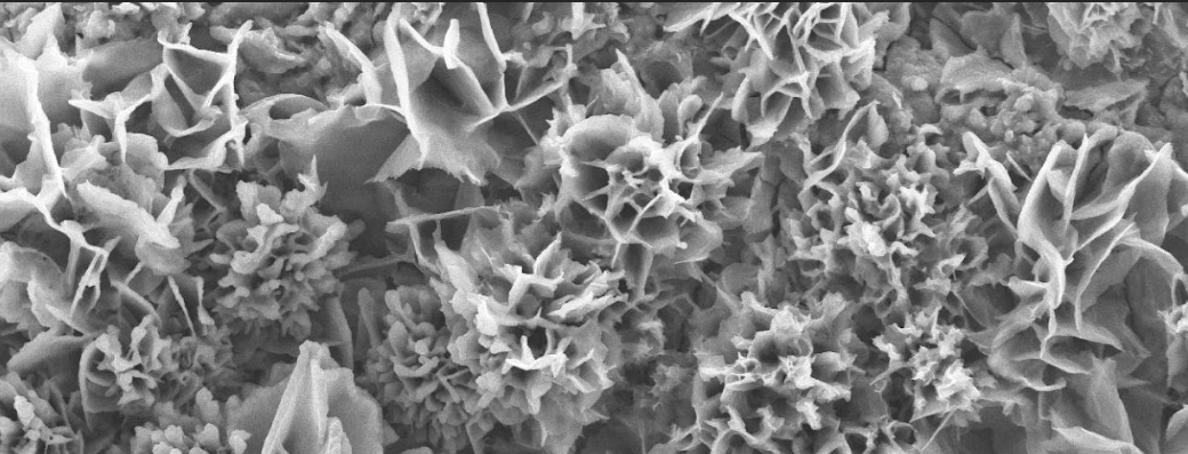 Curso: ADA:Microscopía de barrido electrónico - Microscopio de luz ...